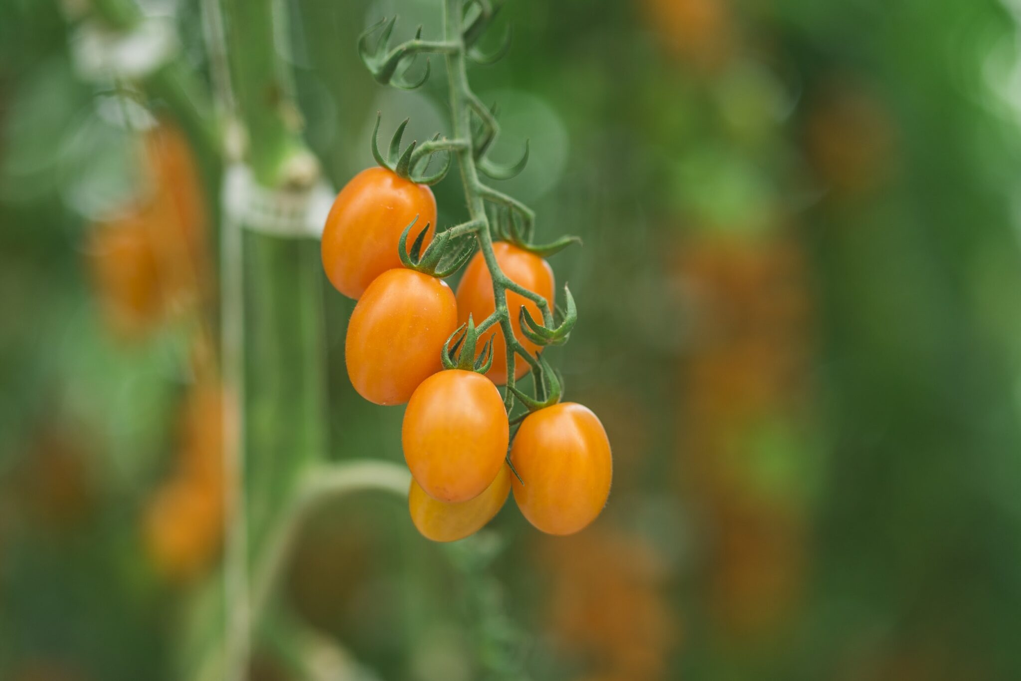 Cherry vs. Grape Tomatoes: What’s the Difference? | Nature Fresh Farms