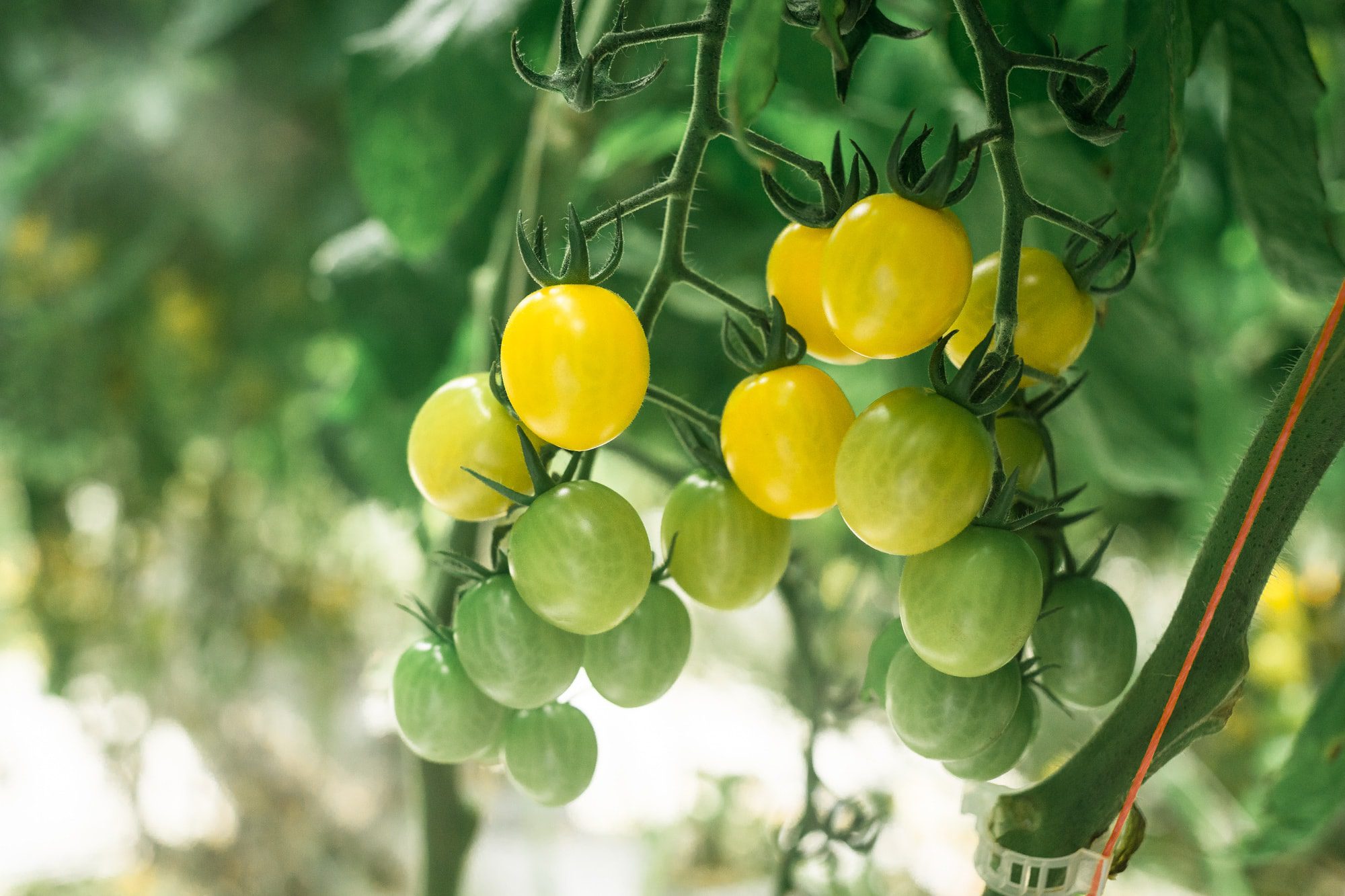 Cherry vs. Grape Tomatoes: What’s the Difference? | Nature Fresh Farms